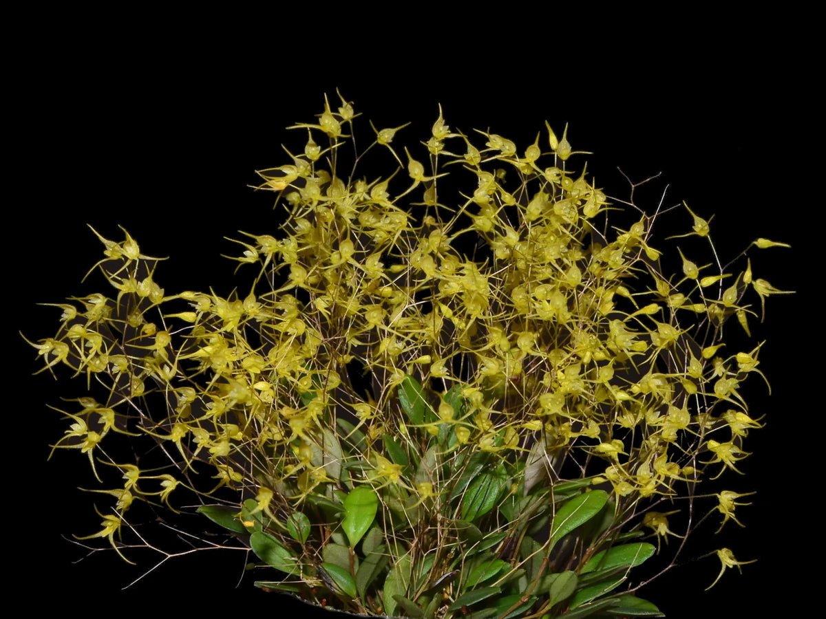 Trichosalpinx pusilla — Ecuagenera Orquídeas del Ecuador