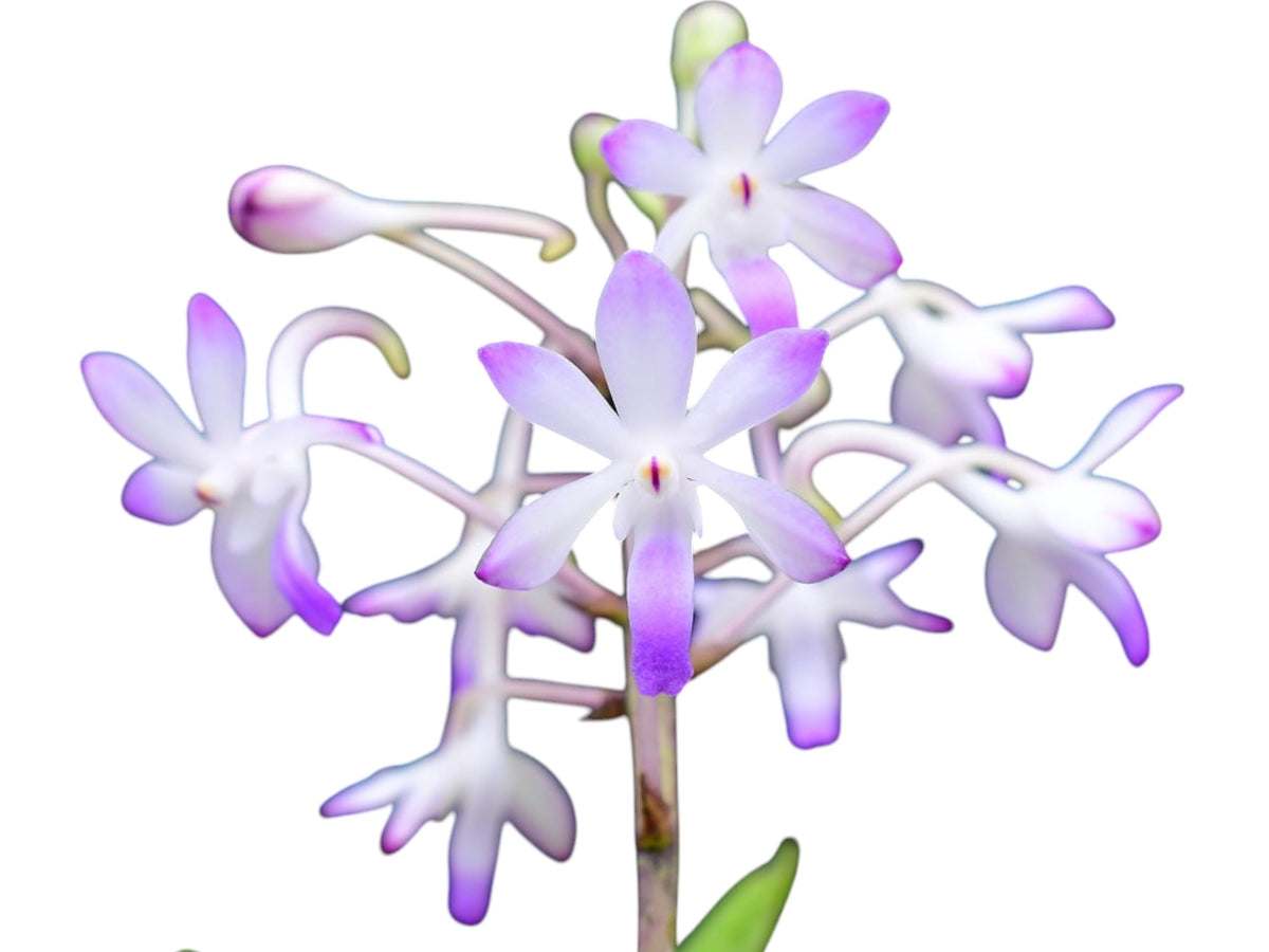 Vandachostylis Lou Sneary 'Shoutemo' — Ecuagenera Orquídeas del Ecuador