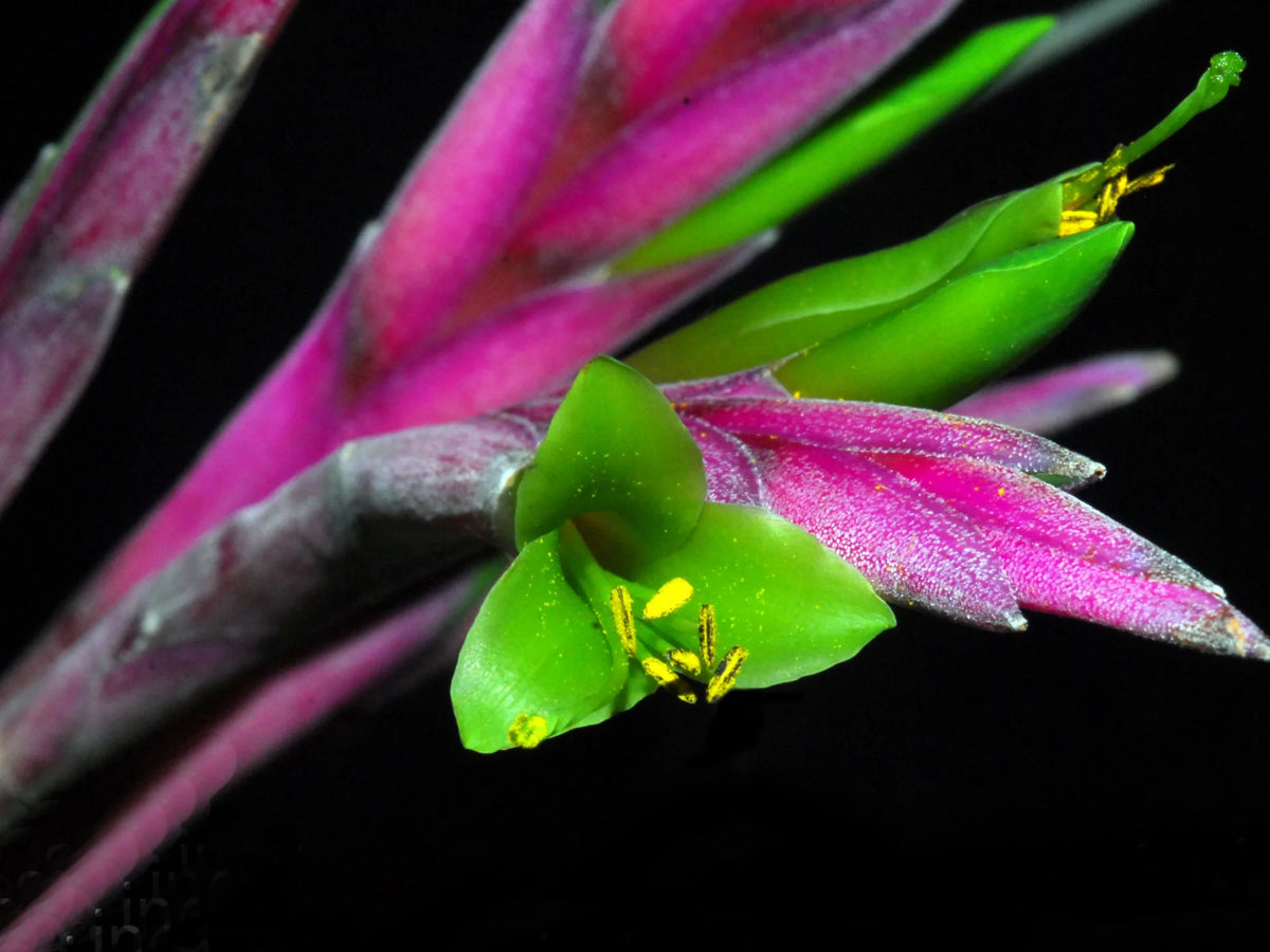 Vriesea incurva — Ecuagenera Orquídeas del Ecuador