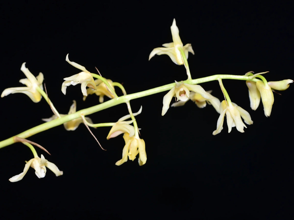 Xylobium foveatum — Ecuagenera Orquídeas del Ecuador