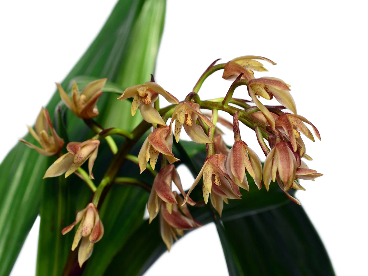 Xylobium leontoglossum — Ecuagenera Orquídeas del Ecuador
