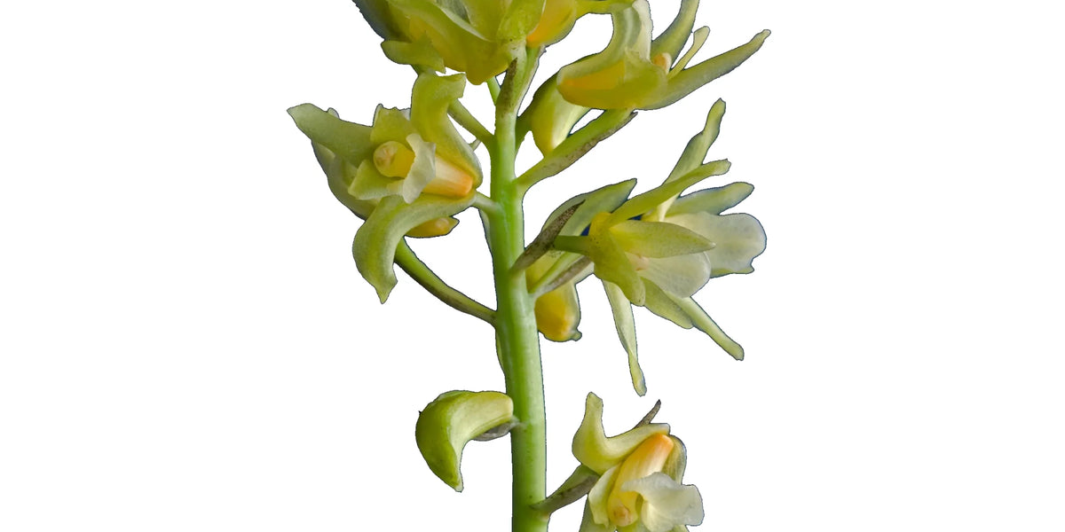 Xylobium pallidiflorum — Ecuagenera Orquídeas del Ecuador