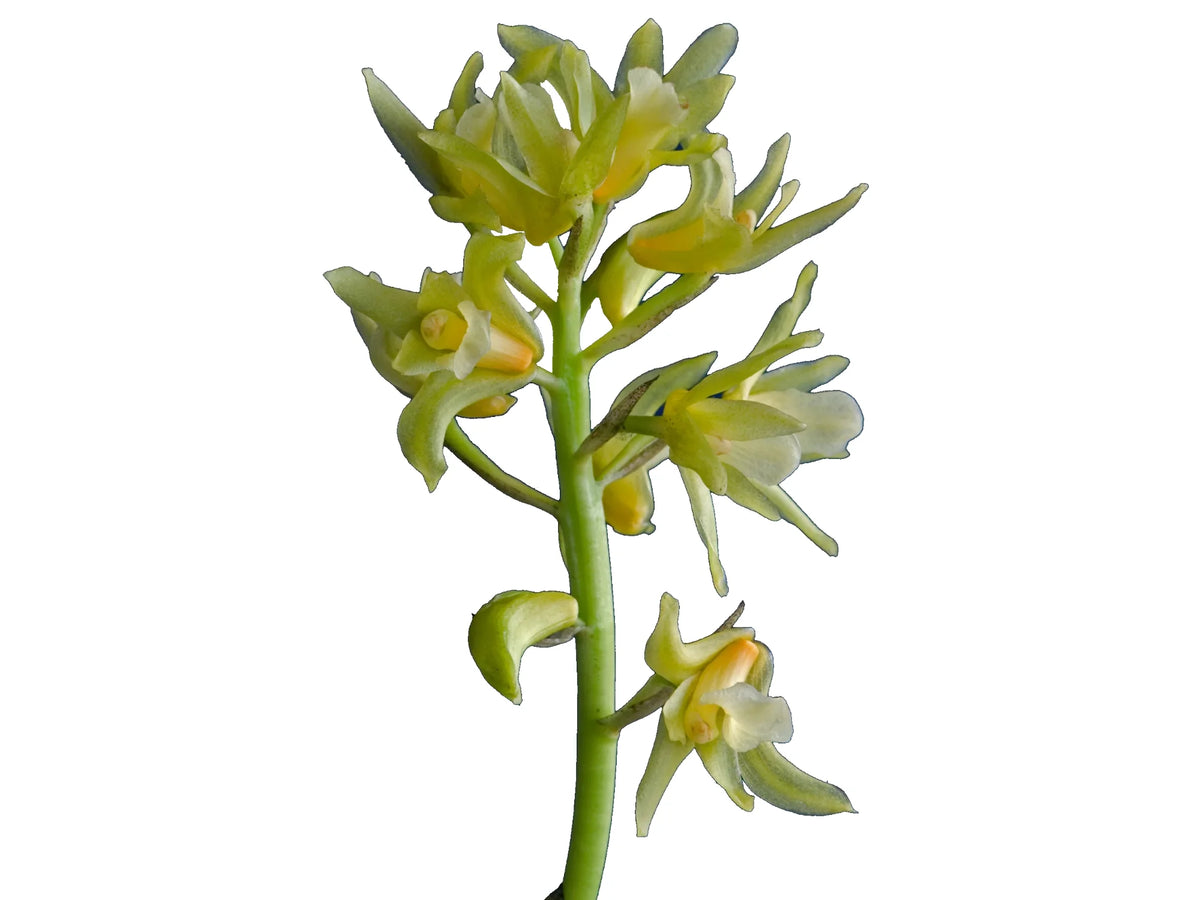 Xylobium pallidiflorum — Ecuagenera Orquídeas del Ecuador