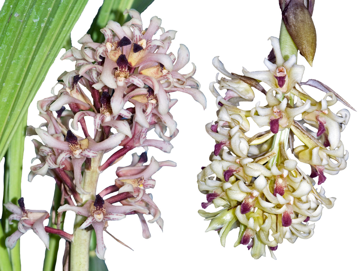 Xylobium squalens — Ecuagenera Orquídeas del Ecuador