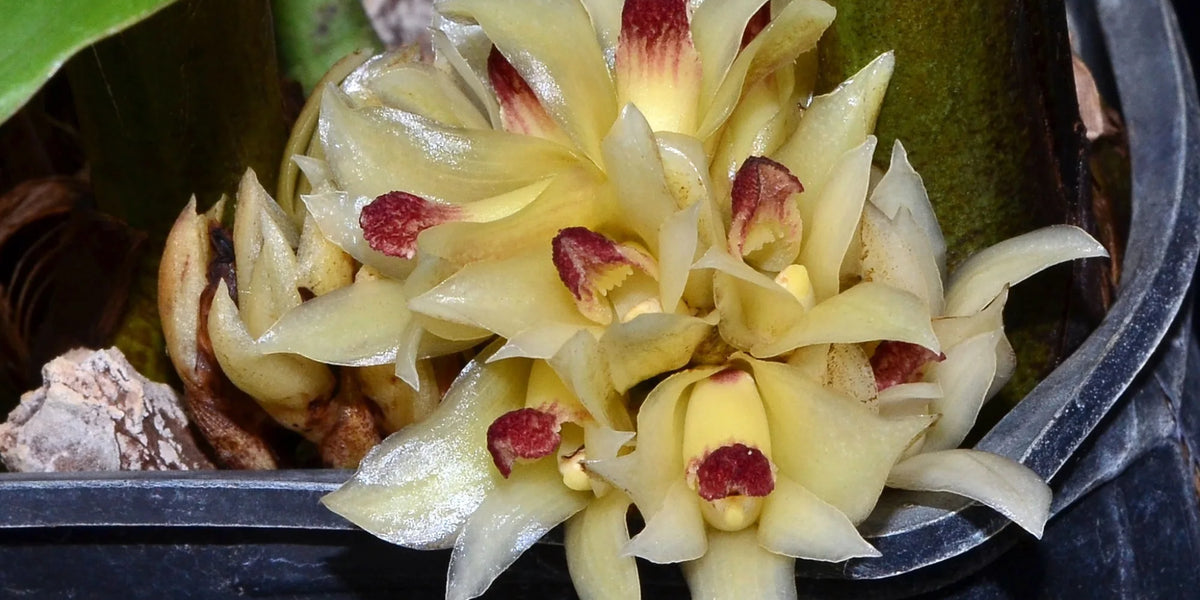 Xylobium subpulchrum — Ecuagenera Orquídeas del Ecuador