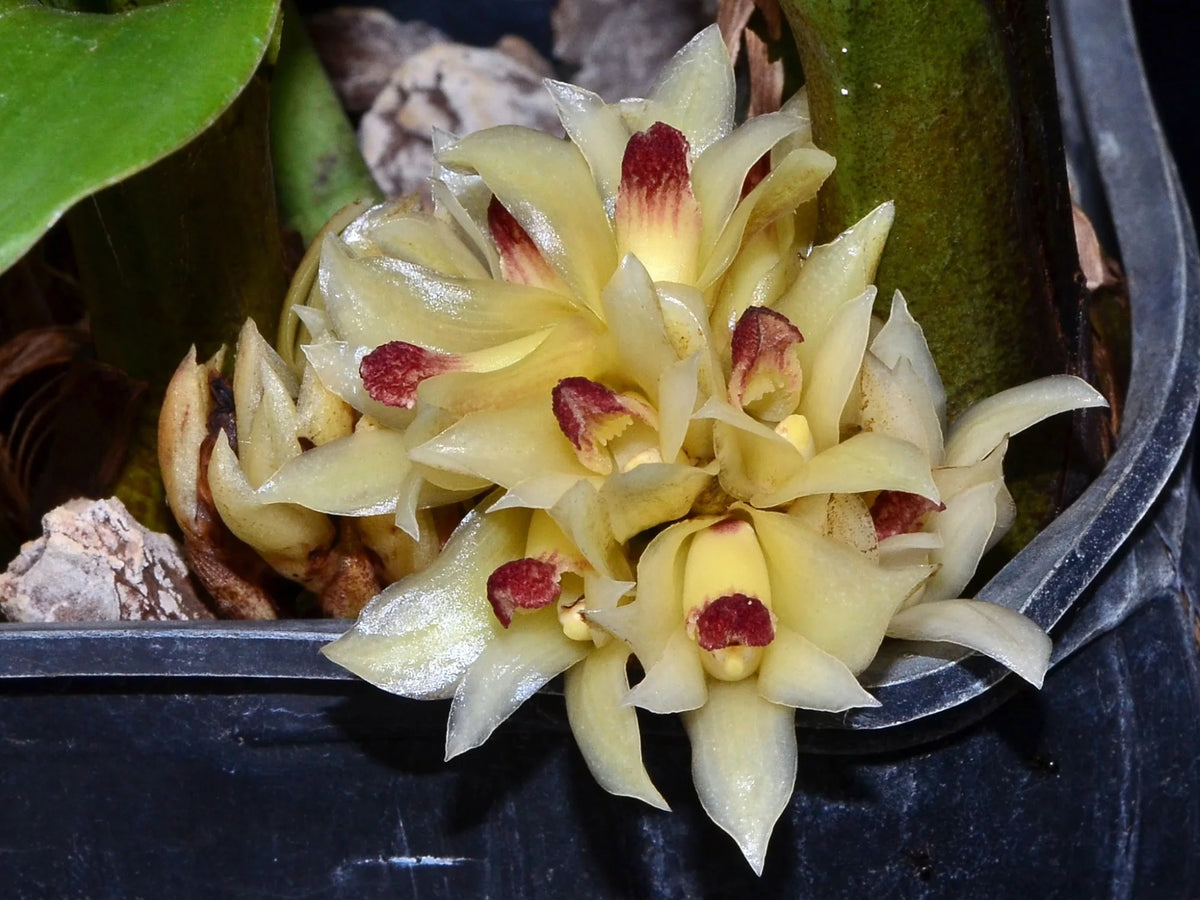 Xylobium subpulchrum — Ecuagenera Orquídeas del Ecuador