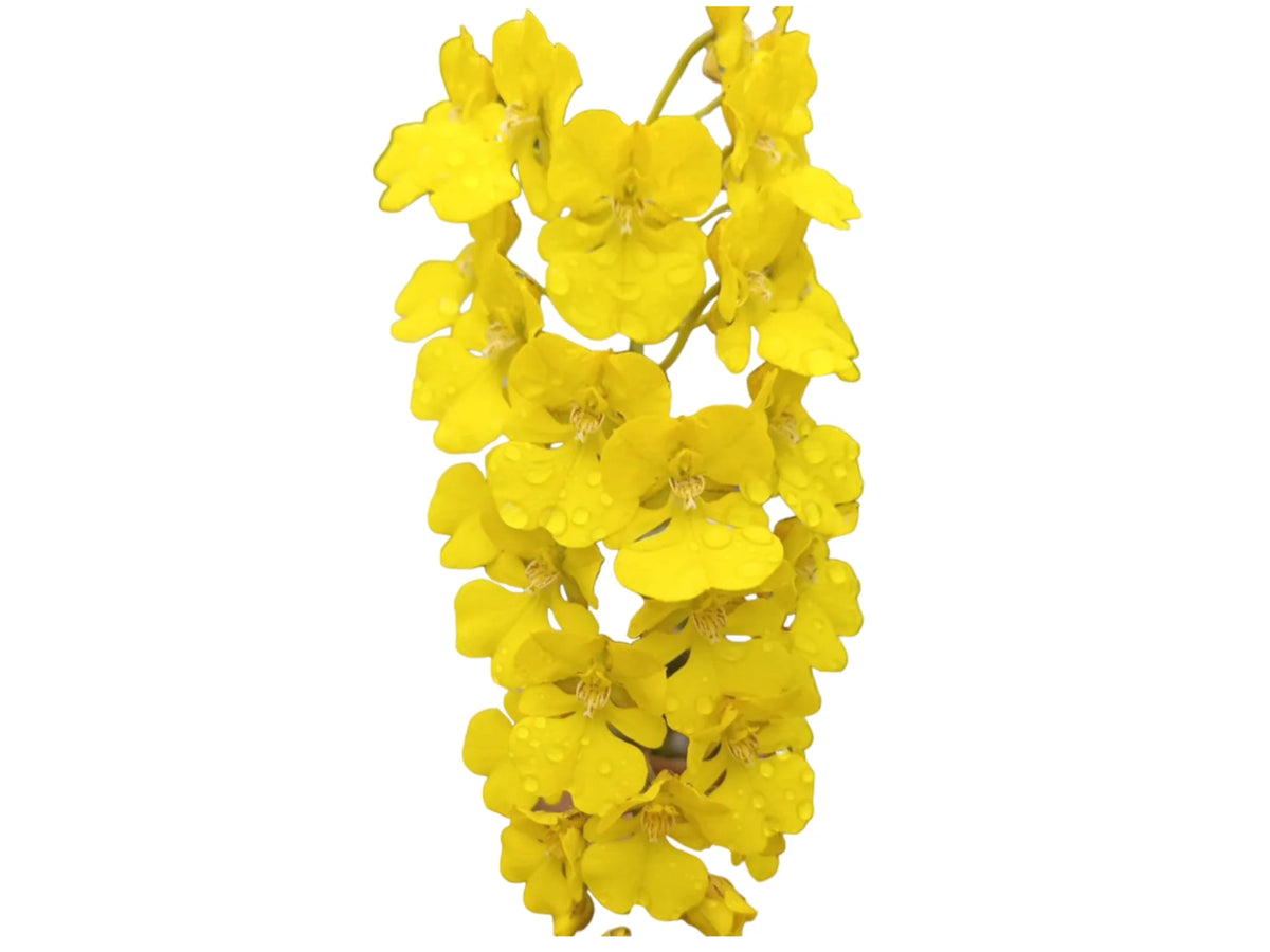 Zelenkoa onusta — Ecuagenera Orquídeas del Ecuador