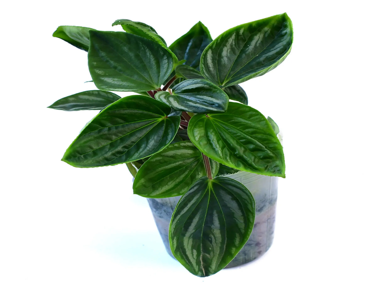 Peperomia sp undata — Ecuagenera Orquídeas del Ecuador
