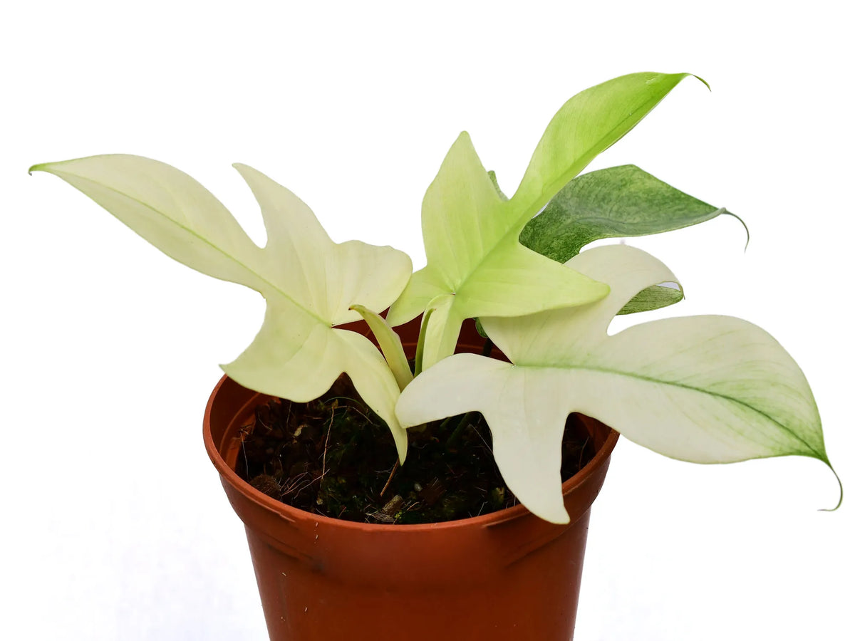 Philodendron Florida Ghost — Ecuagenera Orquídeas del Ecuador