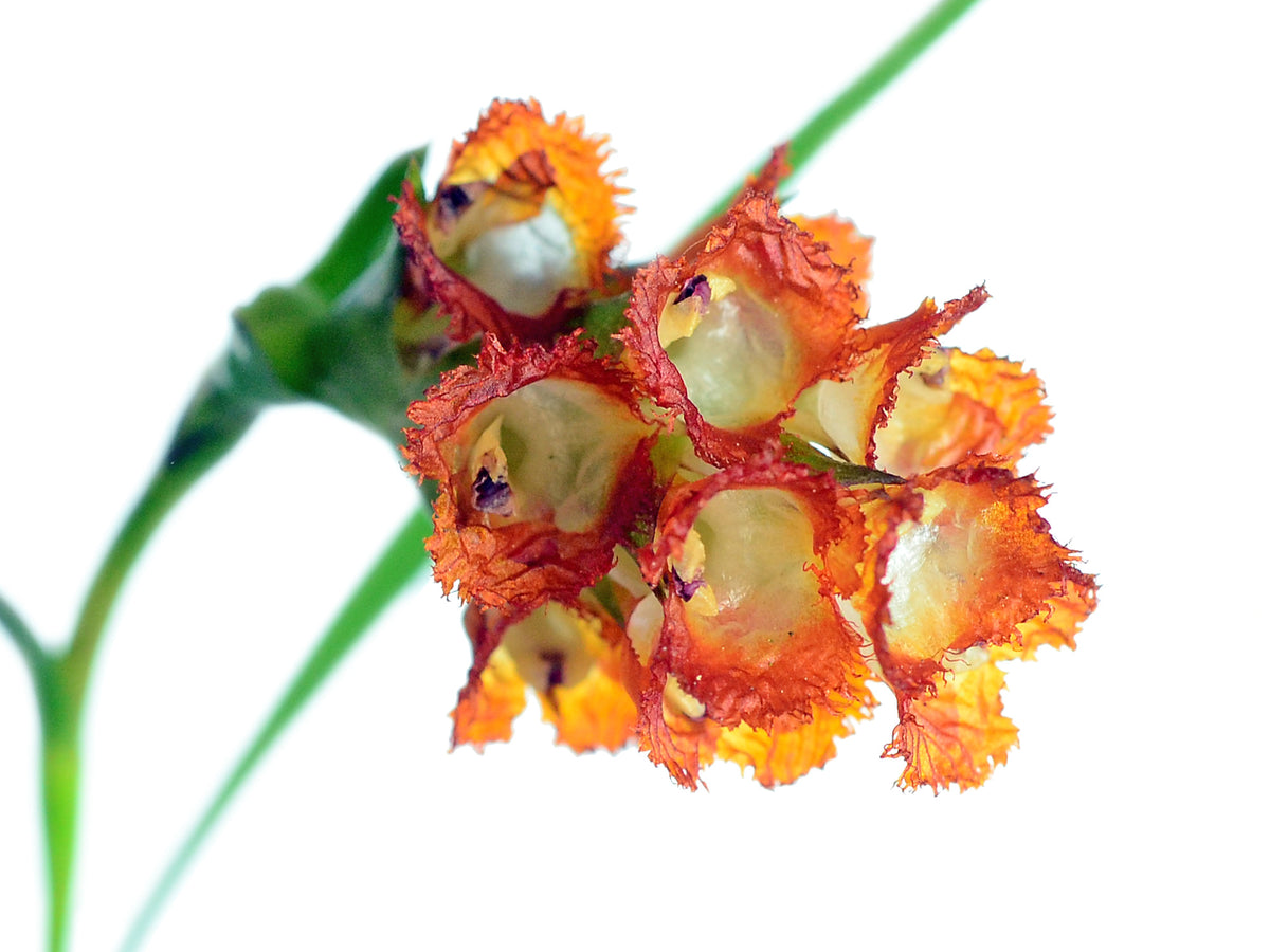 Elleanthus blatteus orange — Ecuagenera Orquídeas del Ecuador