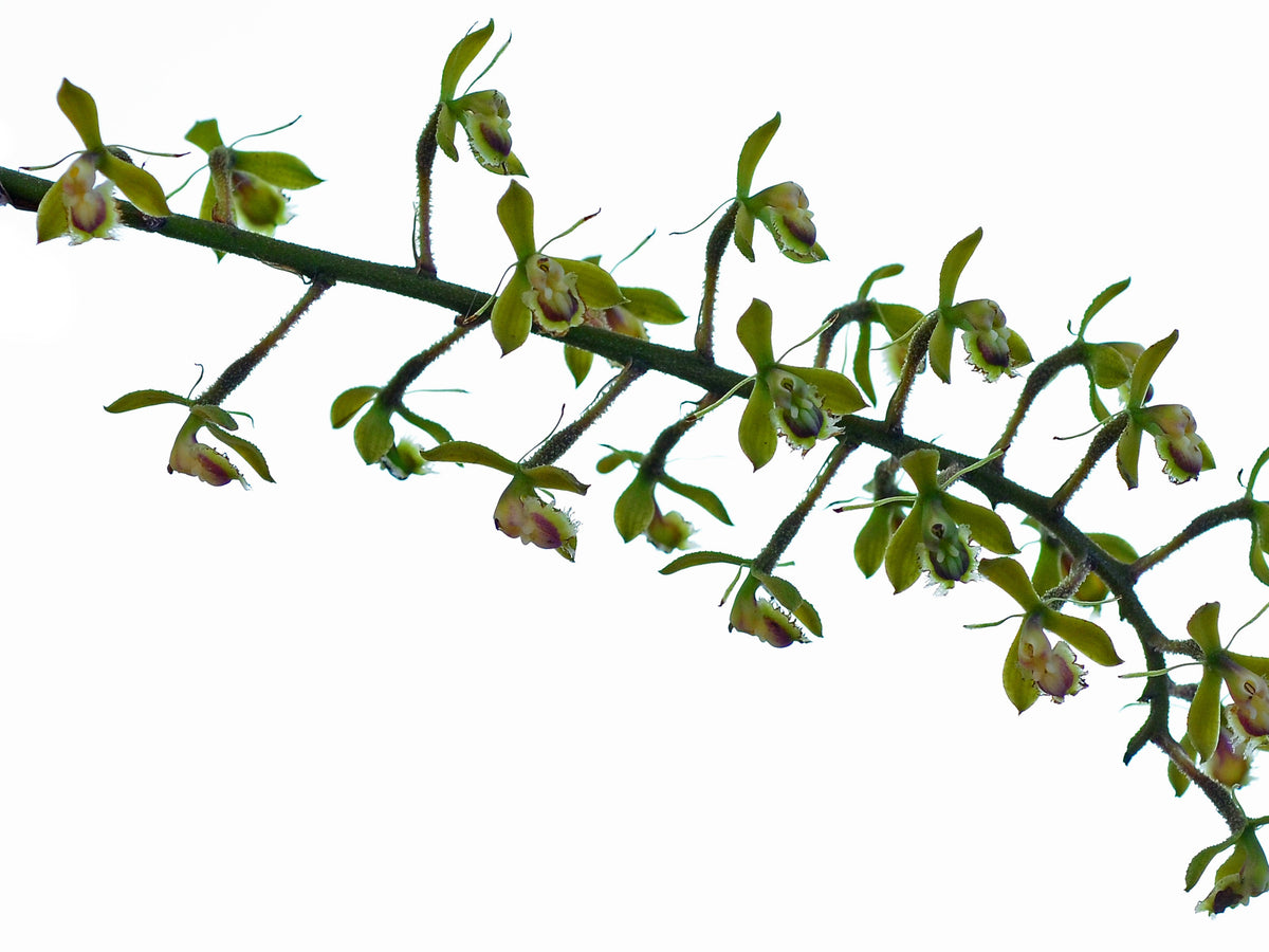 Epidendrum goodspeedianum — Ecuagenera Orquídeas del Ecuador