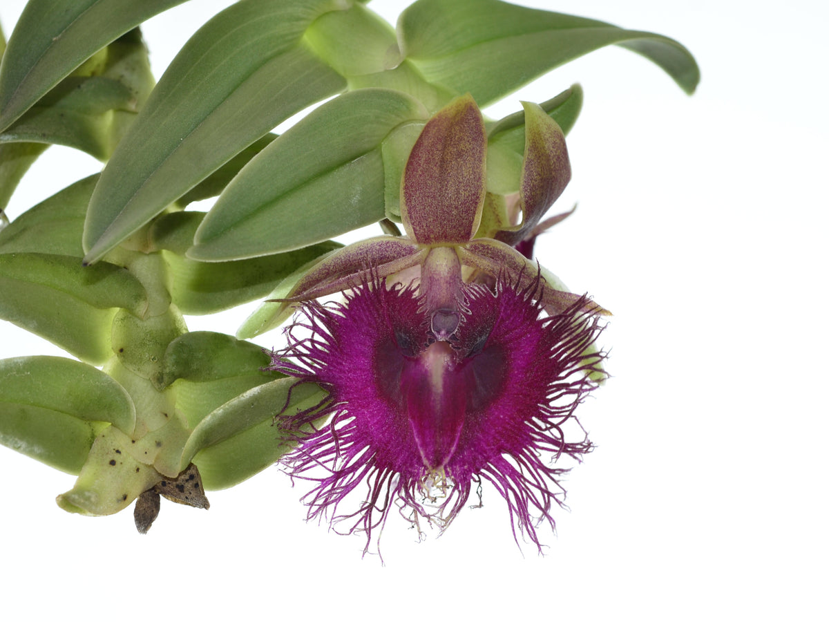 Epidendrum medusae — Ecuagenera Orquídeas del Ecuador