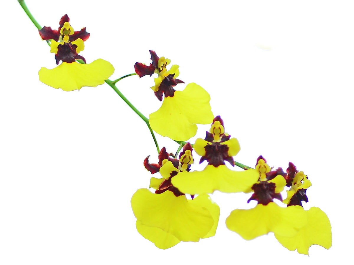 Gomesa Moon Shadow 'Taige Tail' BM/JOGA — Ecuagenera Orquídeas del Ecuador