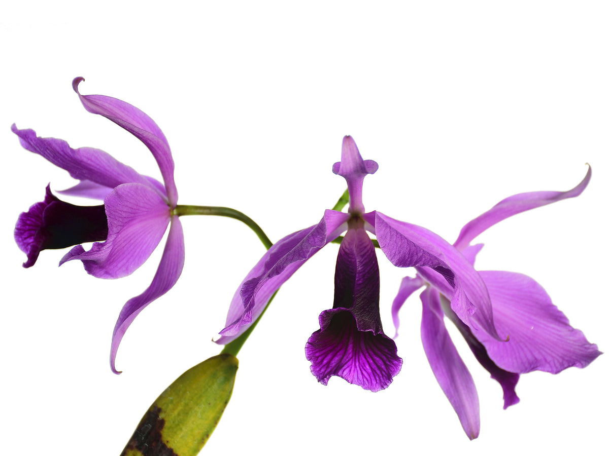 Cattleya purpurata Flamea — Ecuagenera Orquídeas del Ecuador