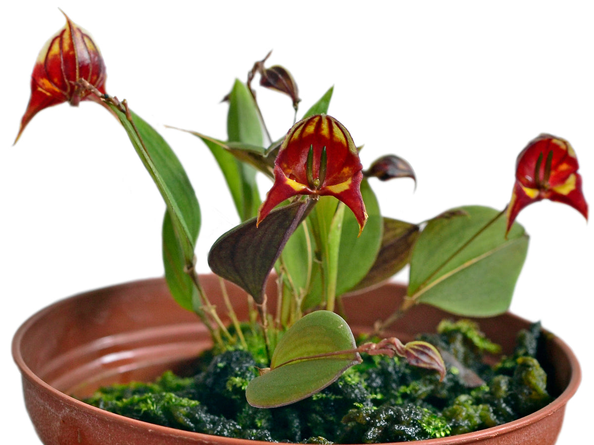 Lepanthes felis — Ecuagenera Orquídeas del Ecuador