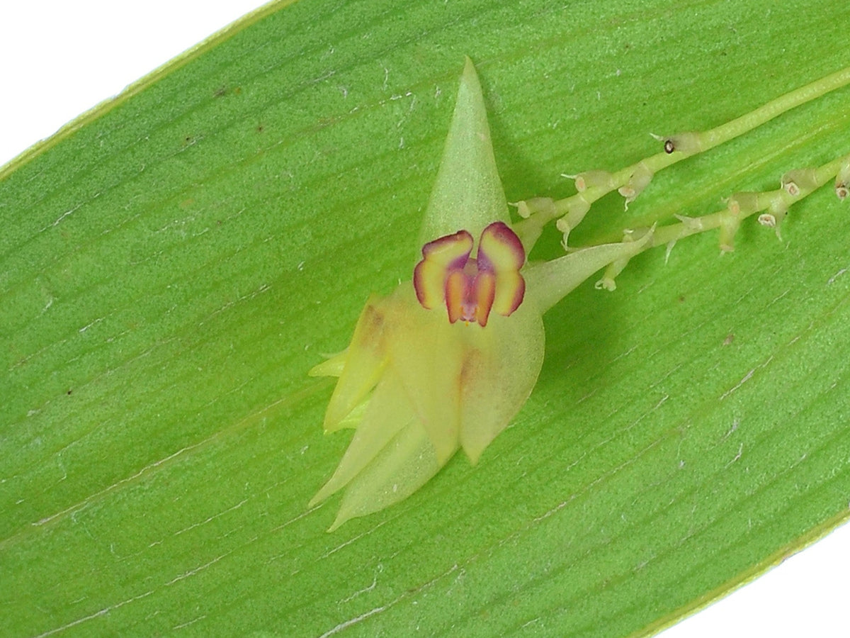 Lepanthes imitator — Ecuagenera Orquídeas del Ecuador