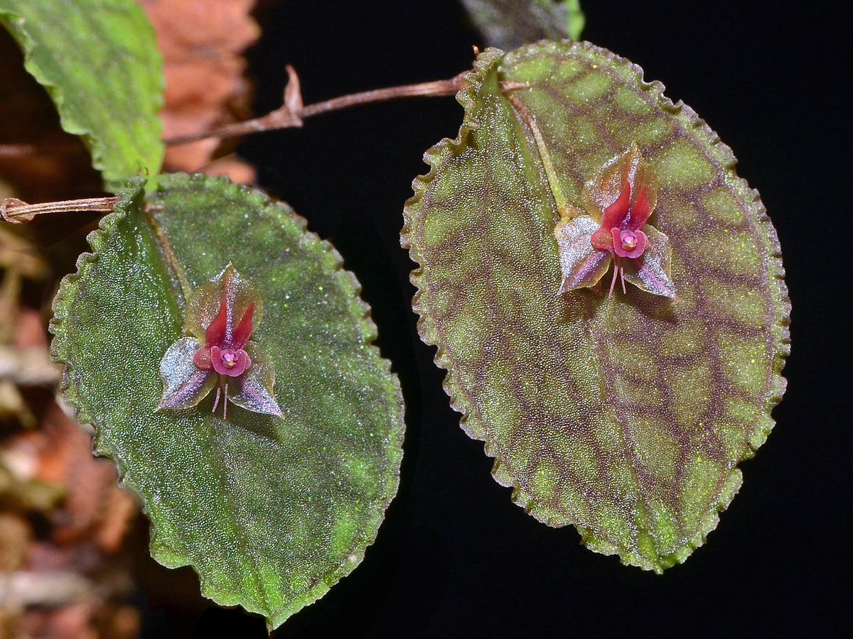 Lepanthes pretiosa – Cool-Growing Epiphyllous Miniature Orchid from ...