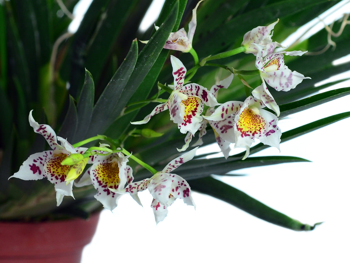 Lockcidium Norris William — Ecuagenera Orquídeas del Ecuador