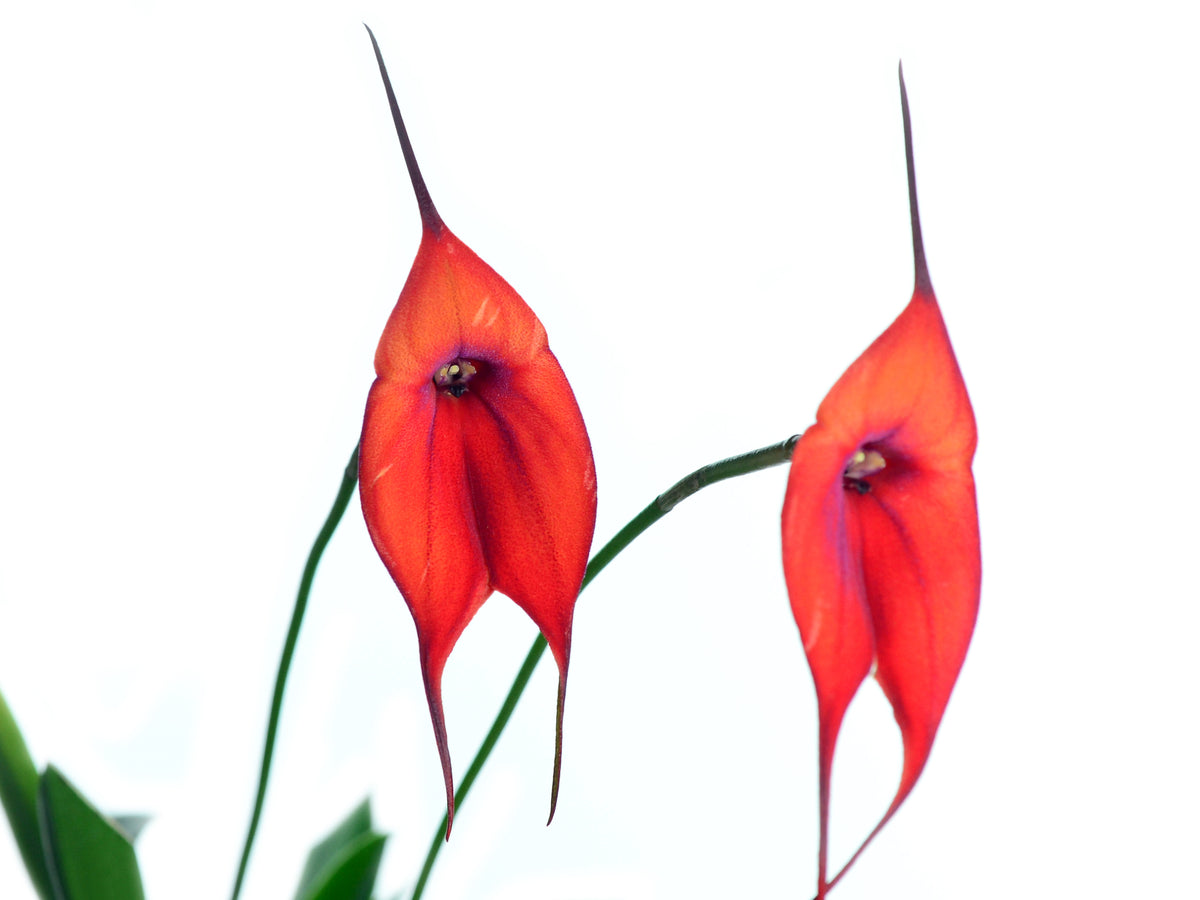 Masdevallia Annette Hall Marguerite — Ecuagenera Orquídeas del Ecuador