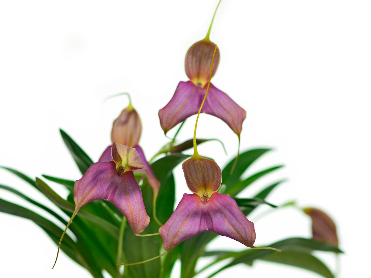 Masdevallia Copperwing 1 x Masd. antonii — Ecuagenera Orquídeas del Ecuador