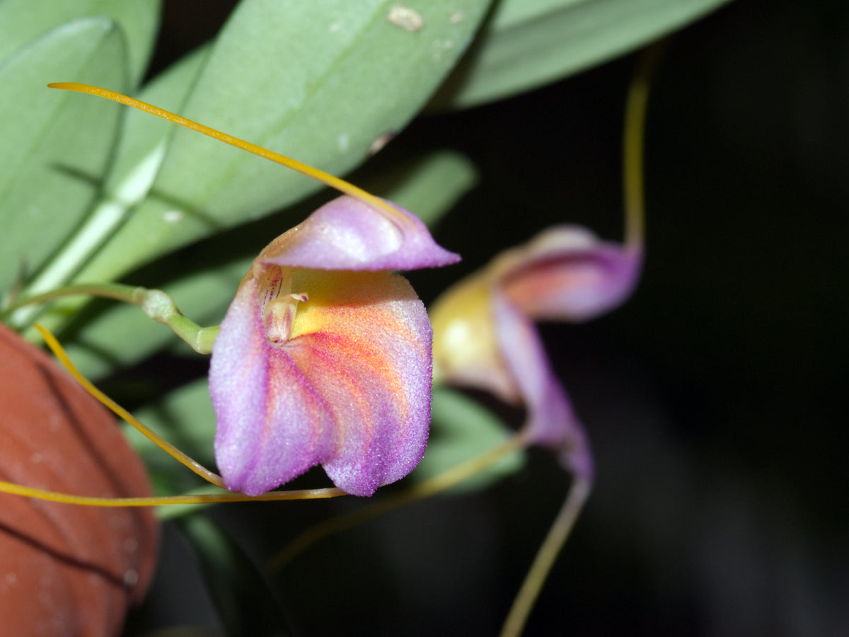 Masdevallia Enrique Leon — Ecuagenera Orquídeas del Ecuador
