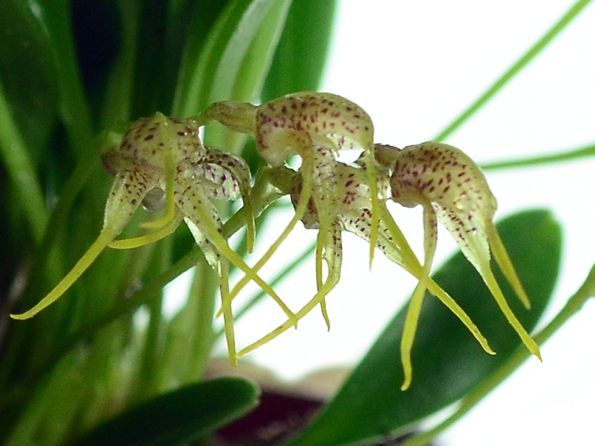 Masdevallia anceps - Cool Growing Orchid Species — Ecuagenera Orquídeas ...