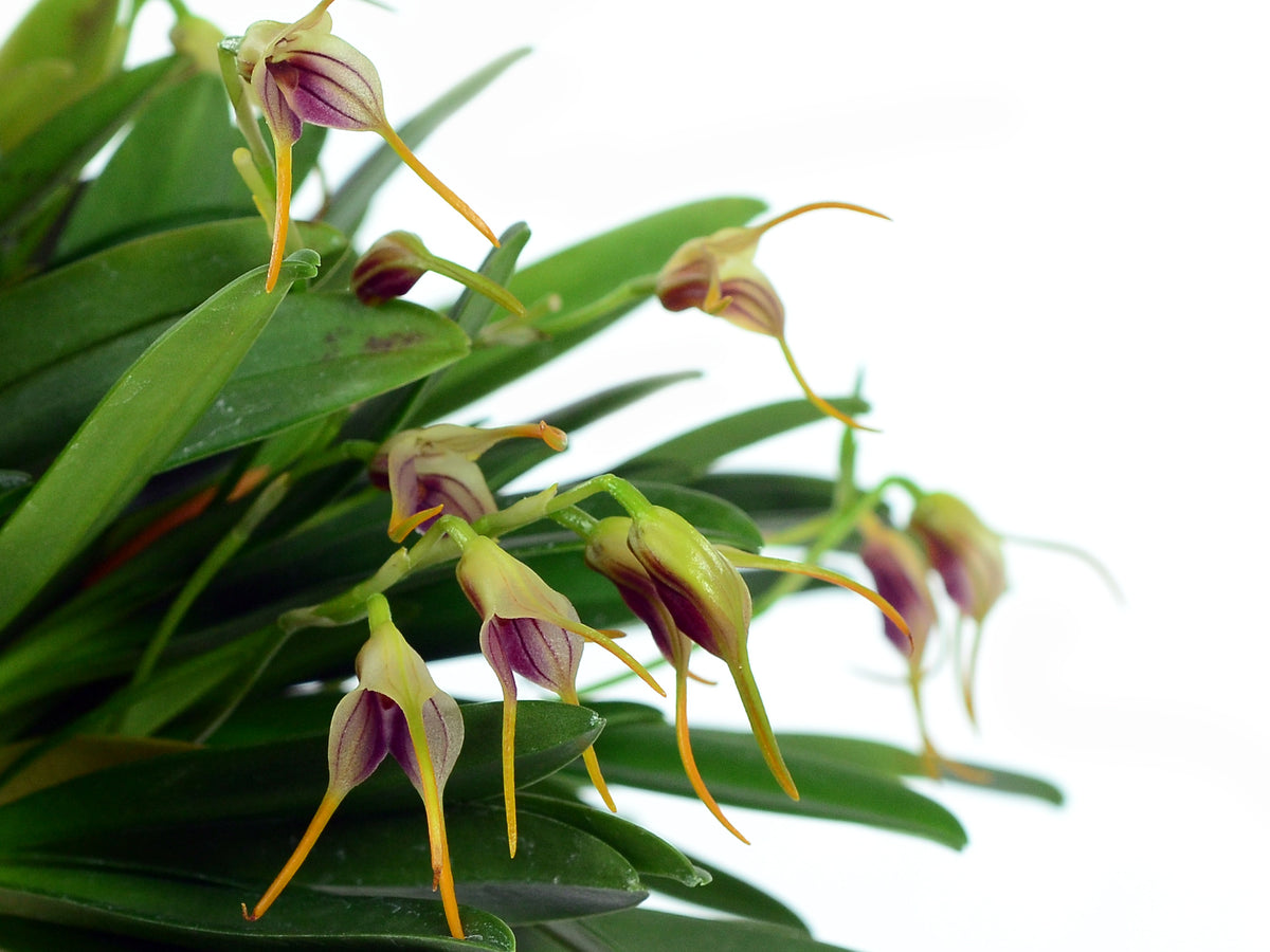 Masdevallia attenuata - Graceful Intermediate Cool Growing Orchid ...