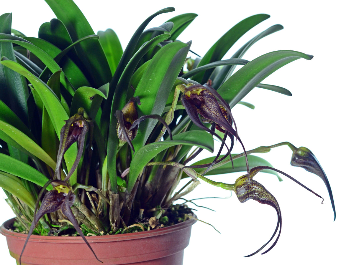 Masdevallia belua - Dramatic Large-Flowered Cool Growing Orchid ...