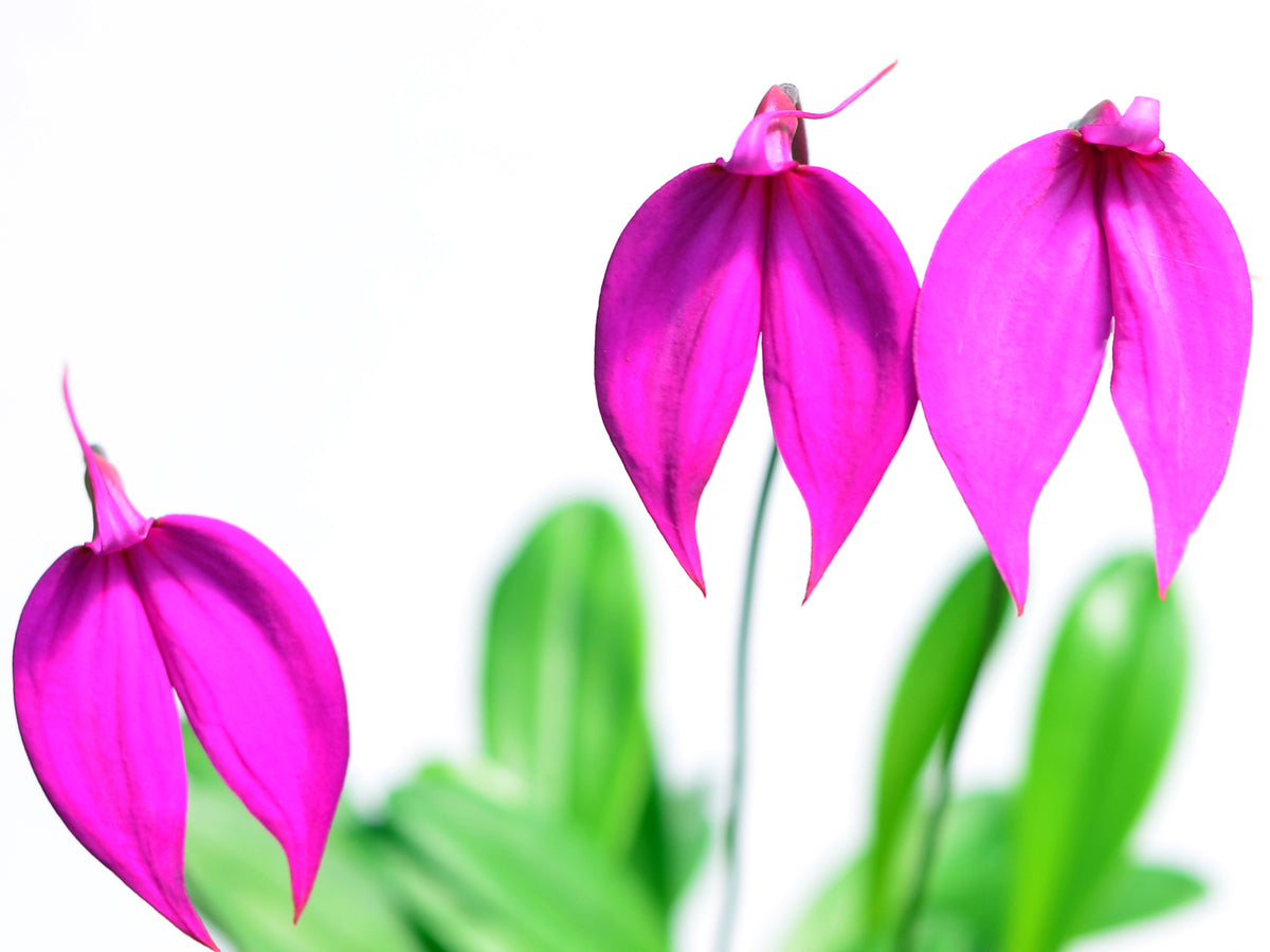 Masdevallia coccinea — Ecuagenera Orquídeas del Ecuador