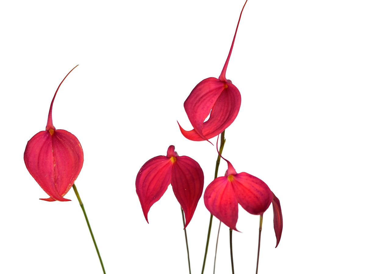 Masdevallia coccinea 'Red Orange' — Ecuagenera Orquídeas del Ecuador