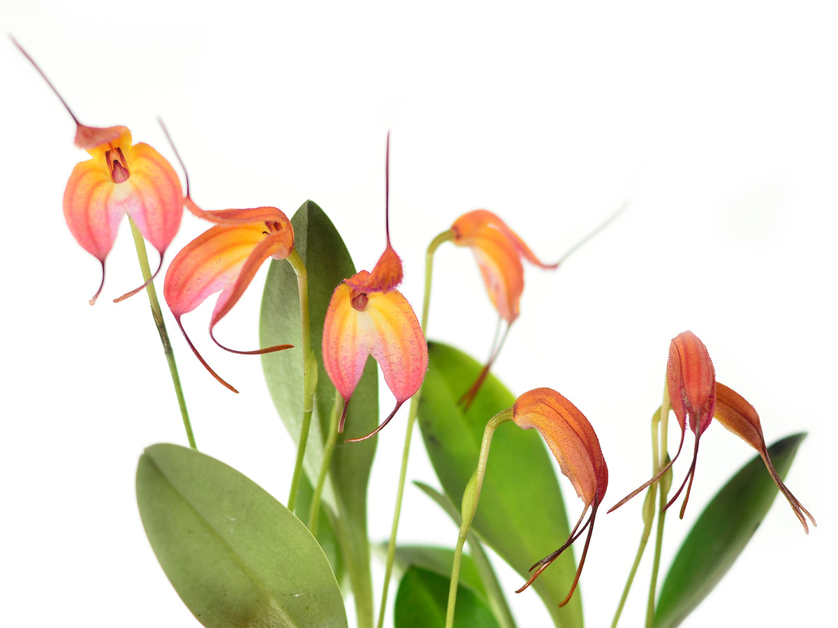 Masdevallia eumeliae - Cool Growing Orchid Species — Ecuagenera ...
