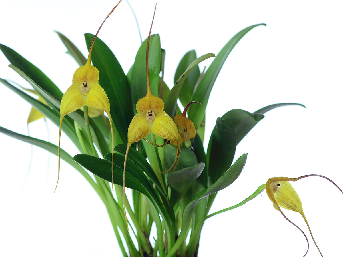 Masdevallia instar — Ecuagenera Orquídeas del Ecuador
