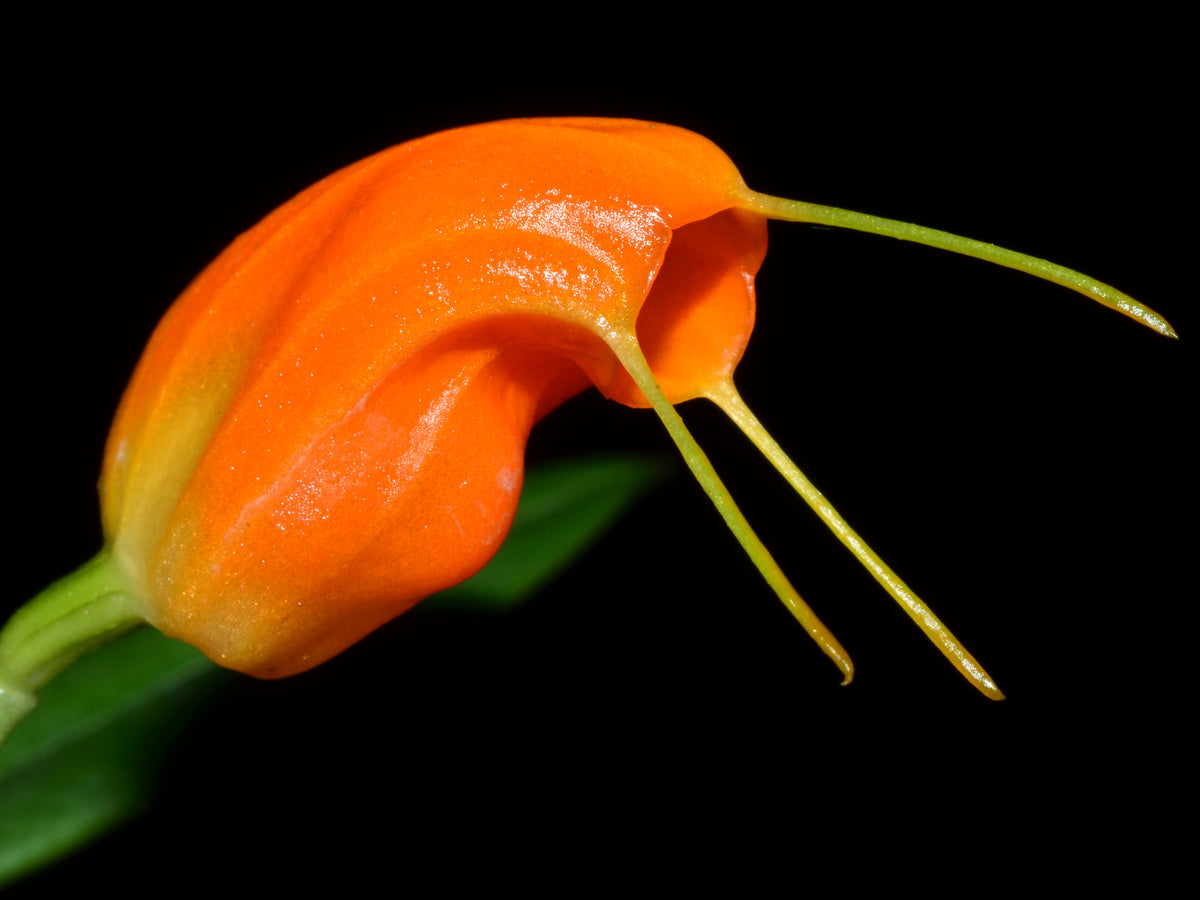 Masdevallia limax — Ecuagenera Orquídeas del Ecuador