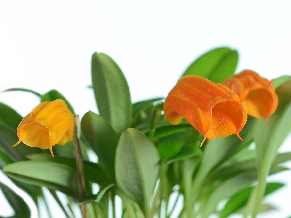Masdevallia mendozae f. xanthina – Yellow Form Ecuadorian Cloud Forest ...