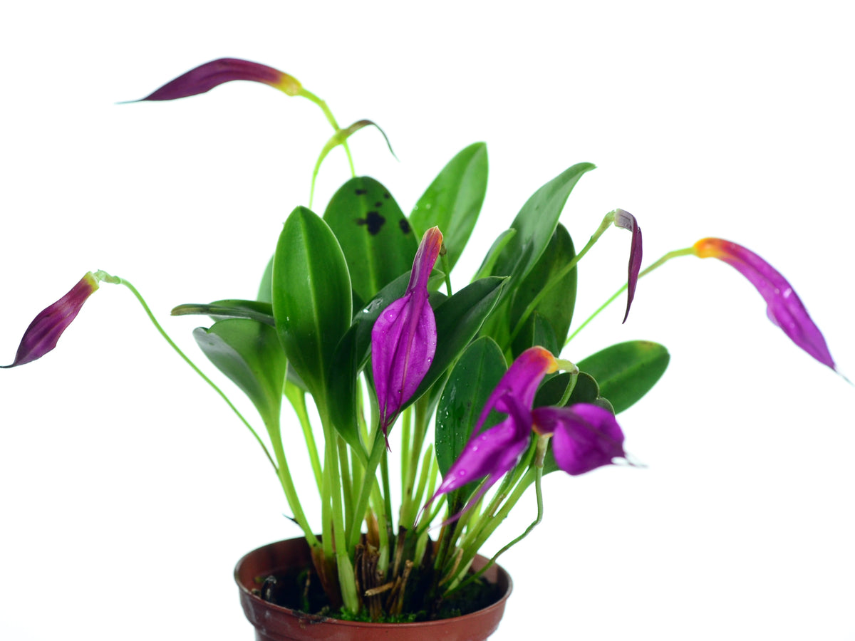 Masdevallia rosea — Ecuagenera Orquídeas del Ecuador