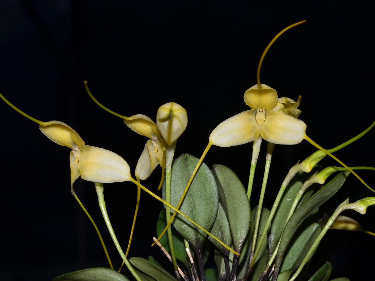 Masdevallia xanthina – Cool Miniature Species Orchid — Ecuagenera ...