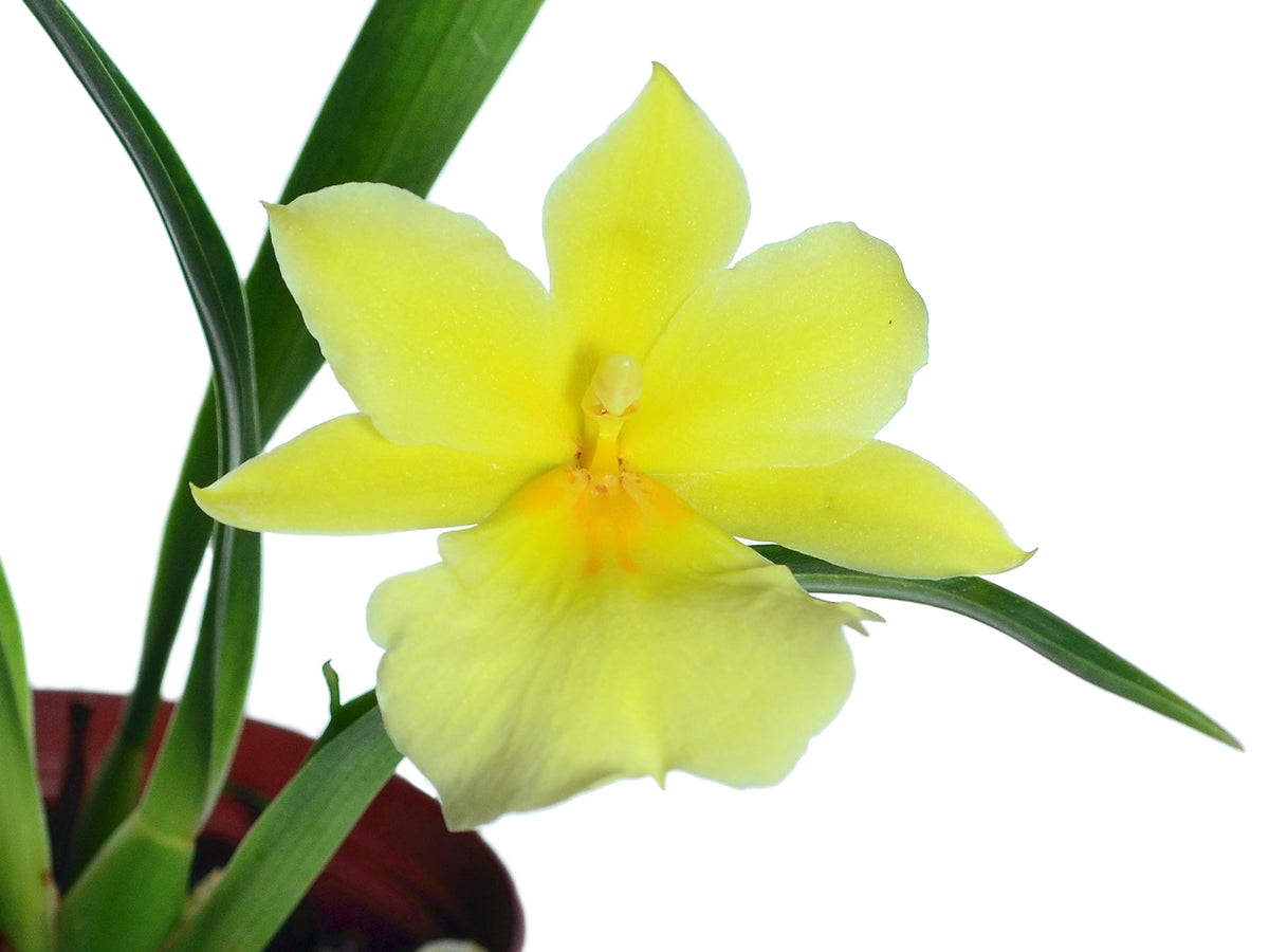 Miltoniopsis roezlii f. xanthina — Ecuagenera Orquídeas del Ecuador