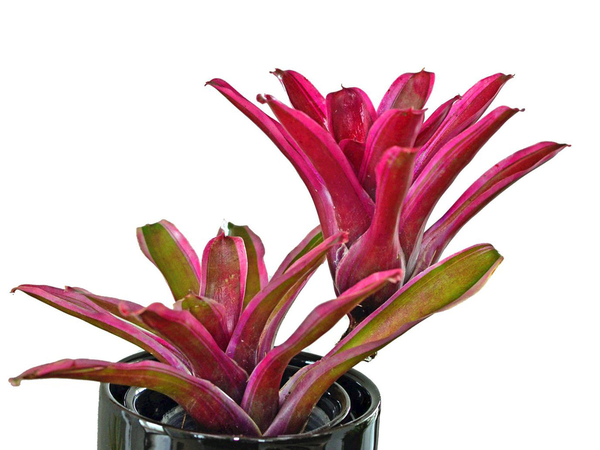 Neoregelia Fireball Donger — Ecuagenera Orquídeas del Ecuador
