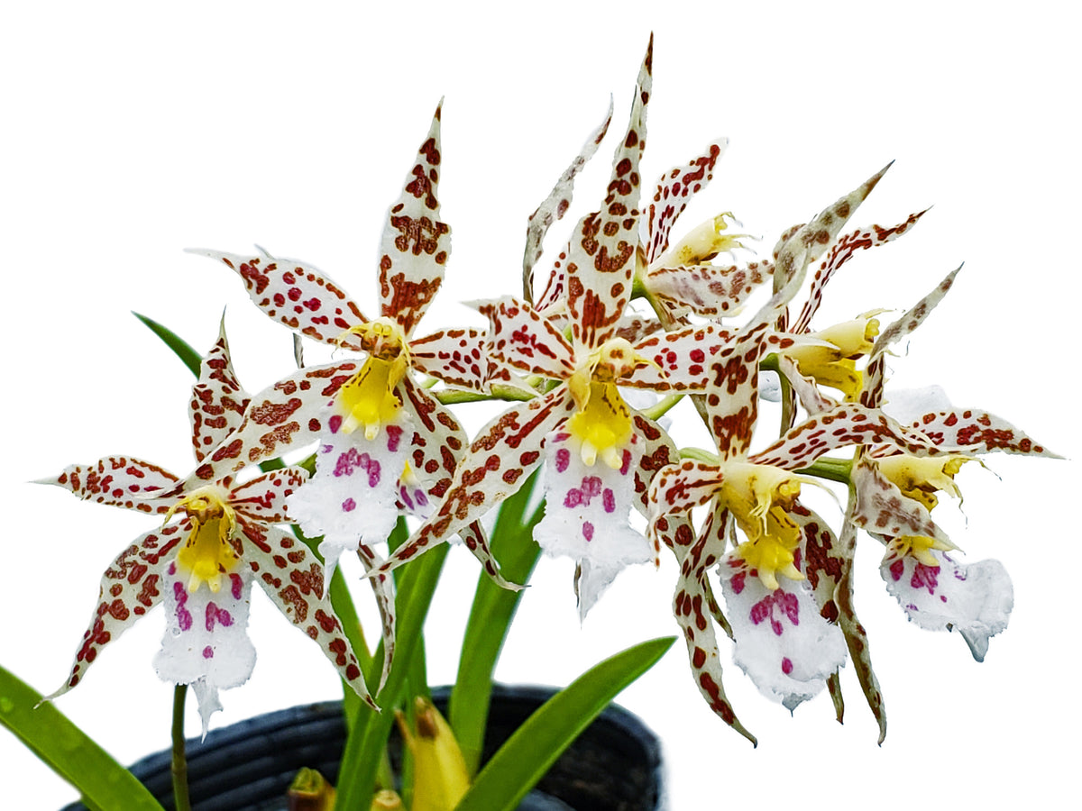 Oncidium constrictum — Ecuagenera Orquídeas del Ecuador