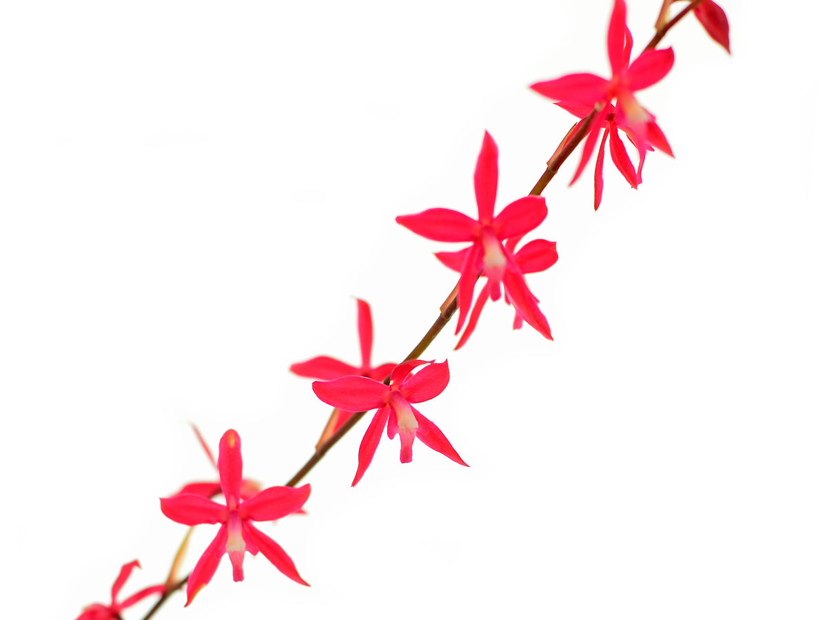 Oncidium roseoides — Ecuagenera Orquídeas del Ecuador