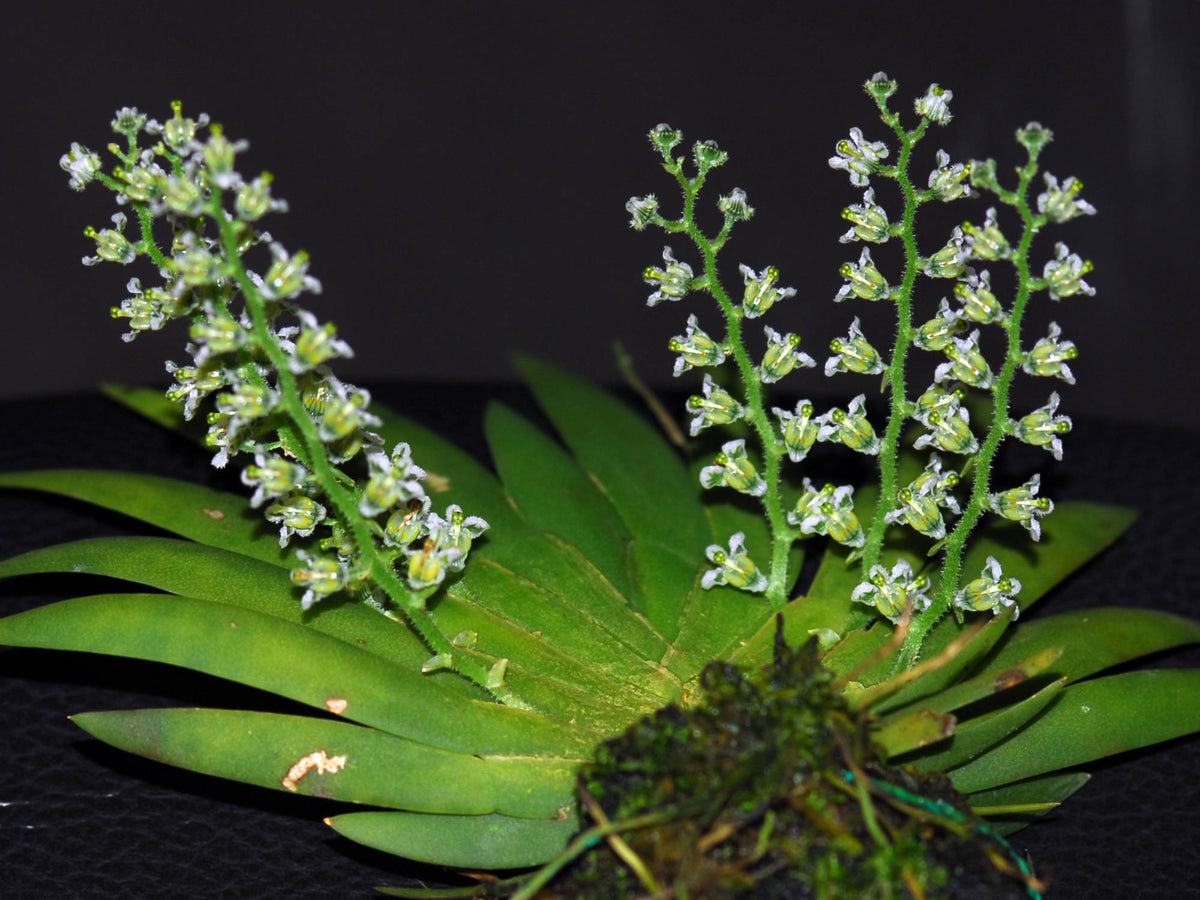 Ornithocephalus polyodon — Ecuagenera Orquídeas del Ecuador