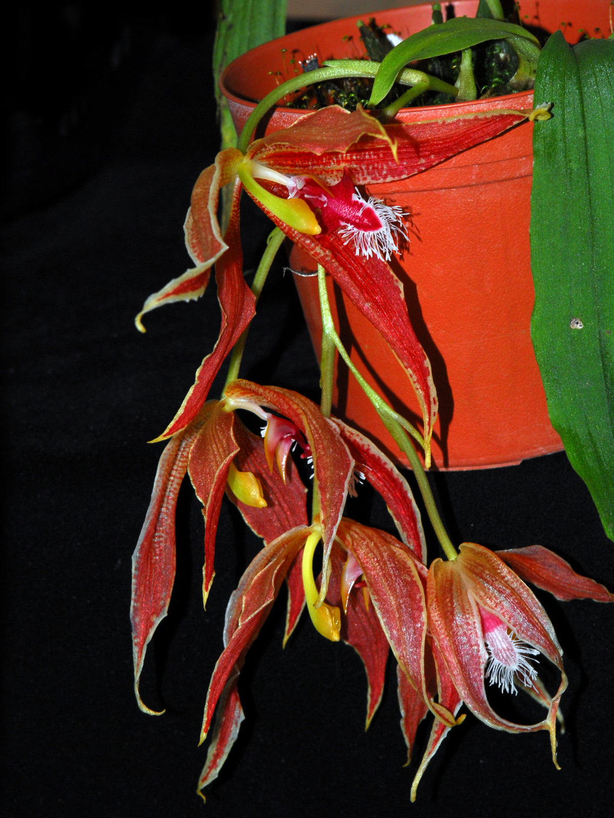 Paphinia hirtzii — Ecuagenera Orquídeas del Ecuador