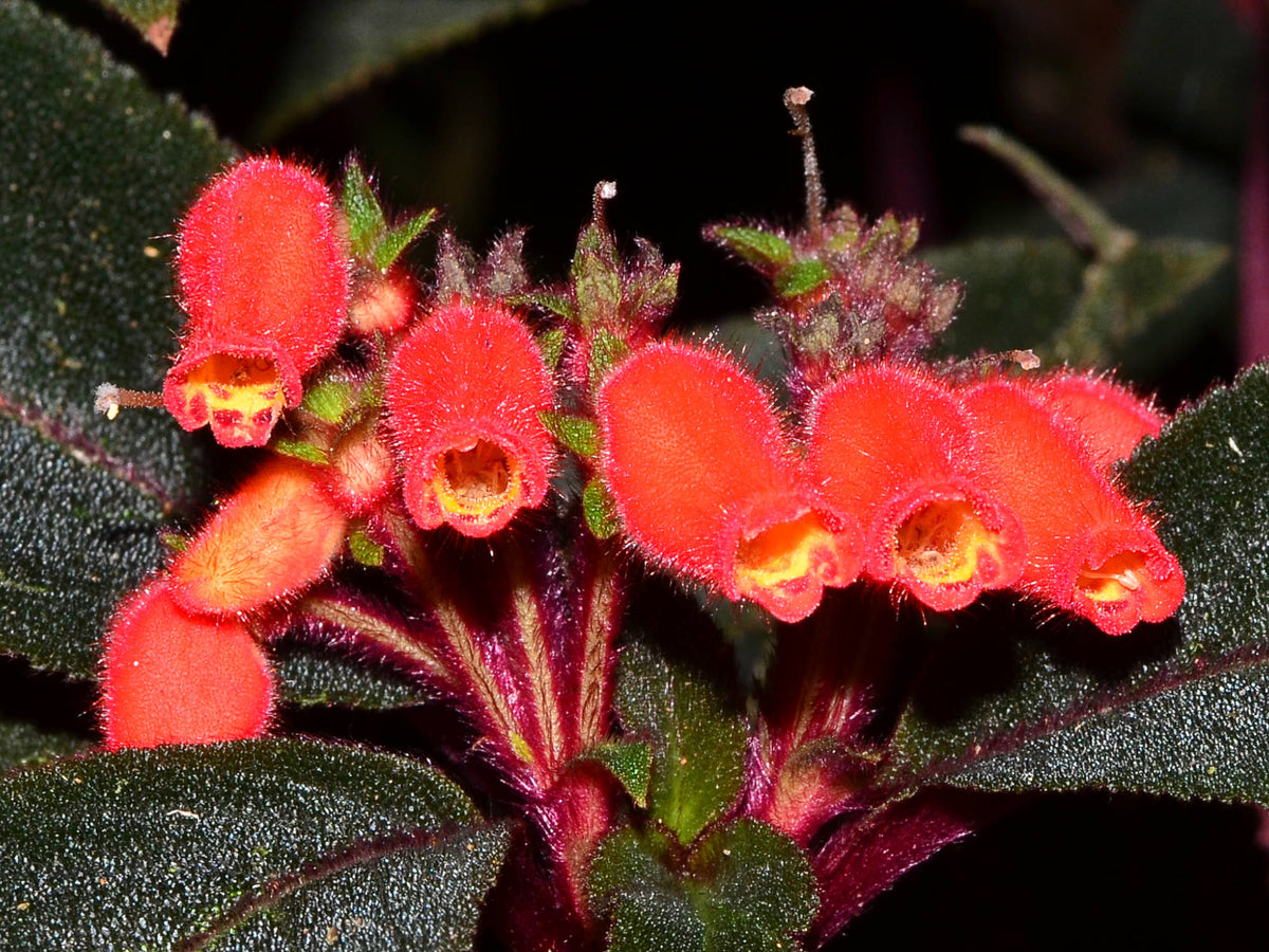 Pearcea abunda — Ecuagenera Orquídeas del Ecuador