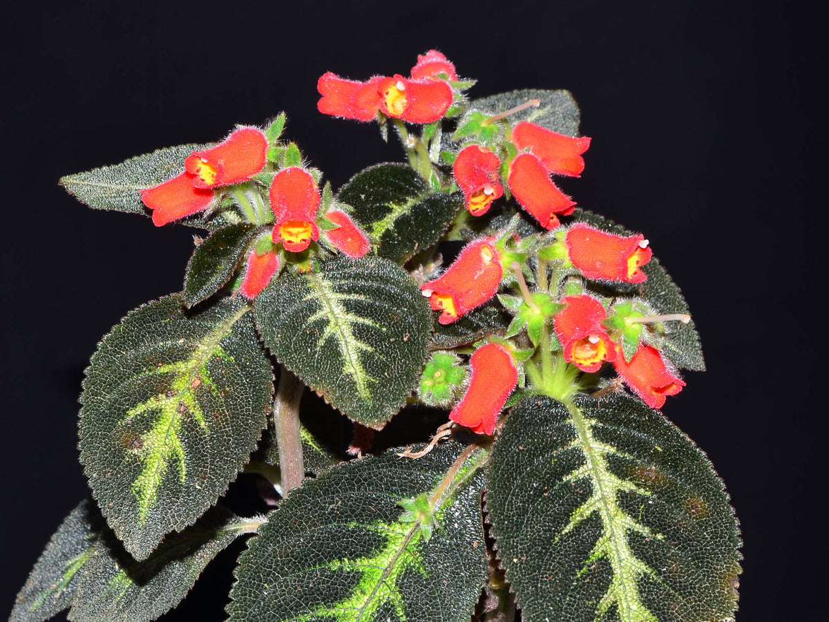 Pearcea schimpfii — Ecuagenera Orquídeas del Ecuador