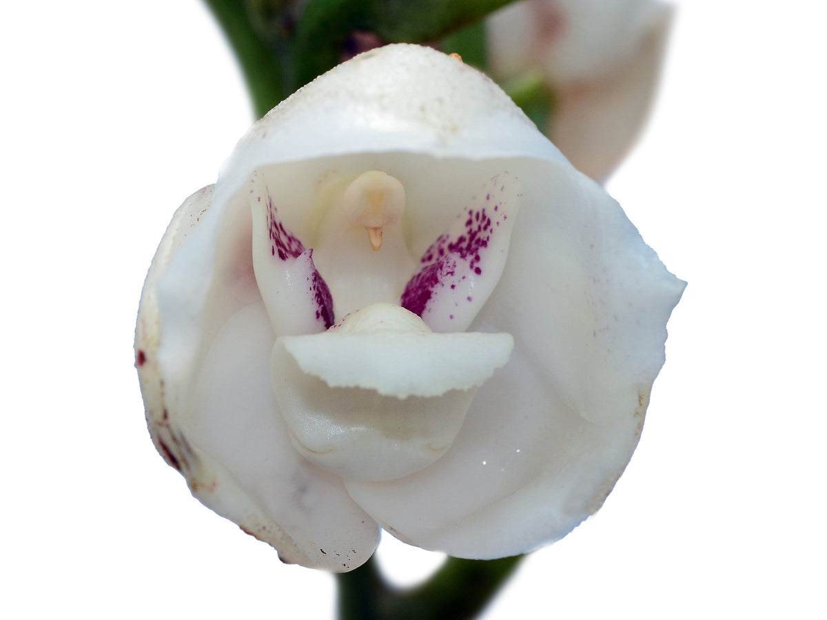 Peristeria elata — Ecuagenera Orquídeas del Ecuador
