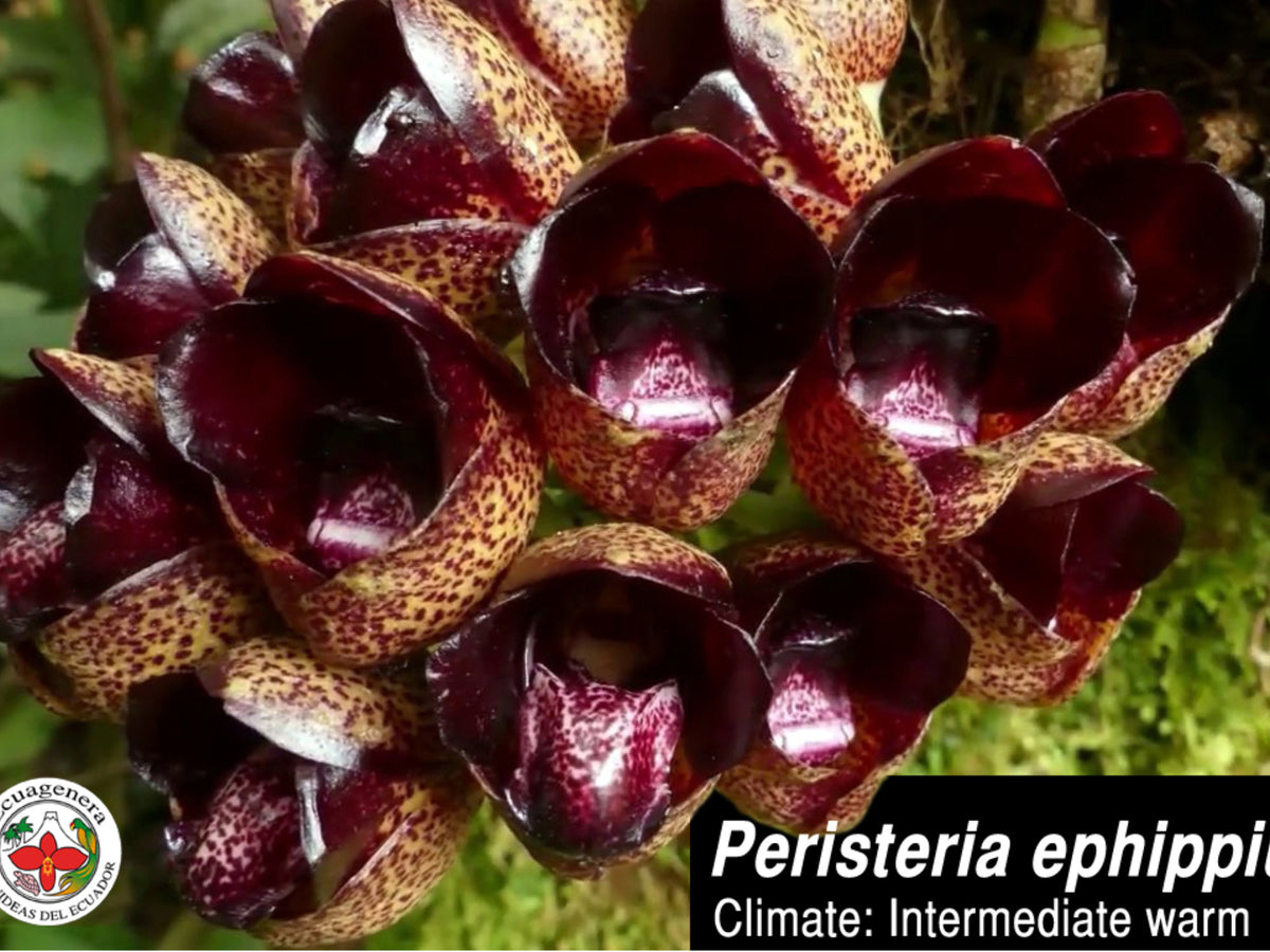 Peristeria ephippium — Ecuagenera Orquídeas del Ecuador