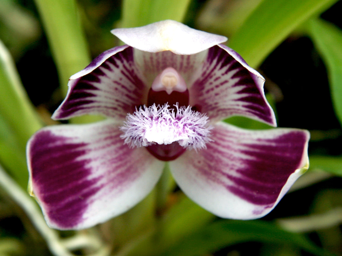 Pescatoria lehmannii 'Nancy' — Ecuagenera Orquídeas del Ecuador