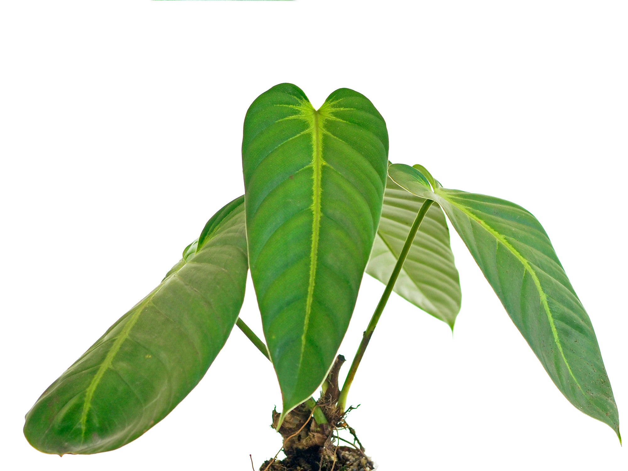 Philodendron Angel — Ecuagenera Orquídeas del Ecuador