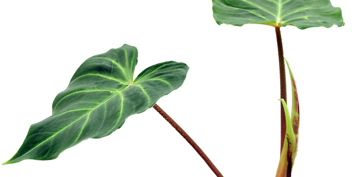 Philodendron verrucosum Angel — Ecuagenera Orquídeas del Ecuador