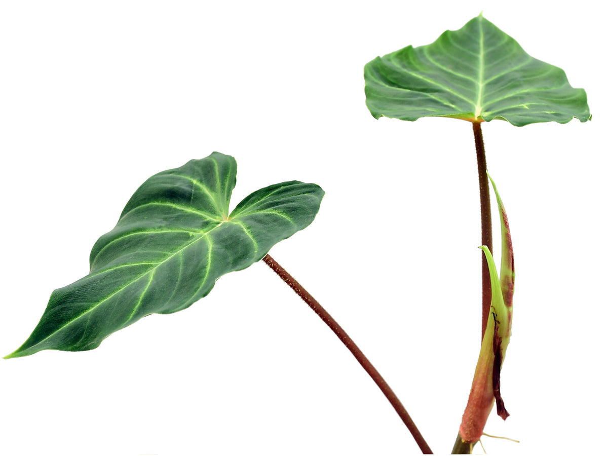 Philodendron verrucosum Angel — Ecuagenera Orquídeas del Ecuador